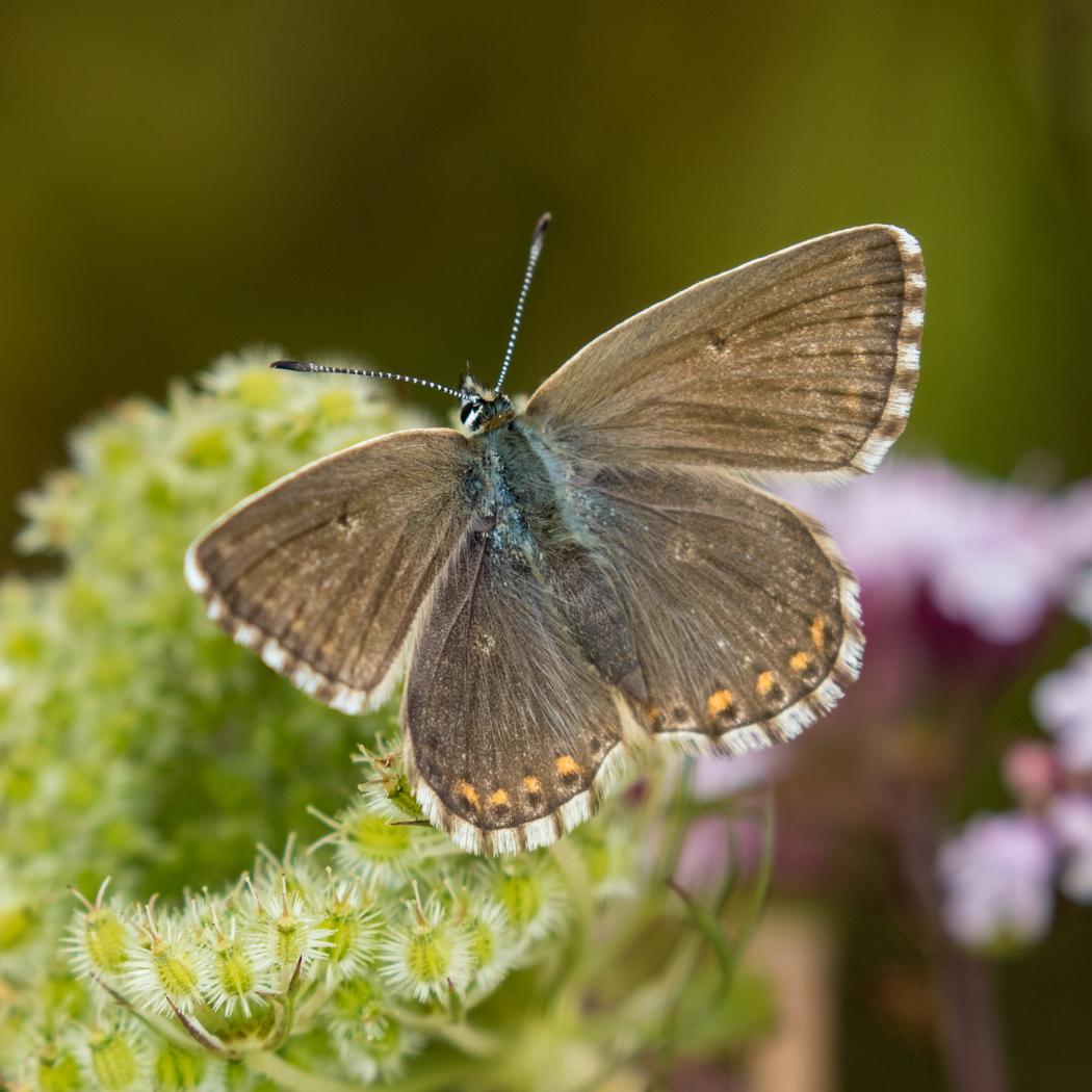 Chalkhill Blue